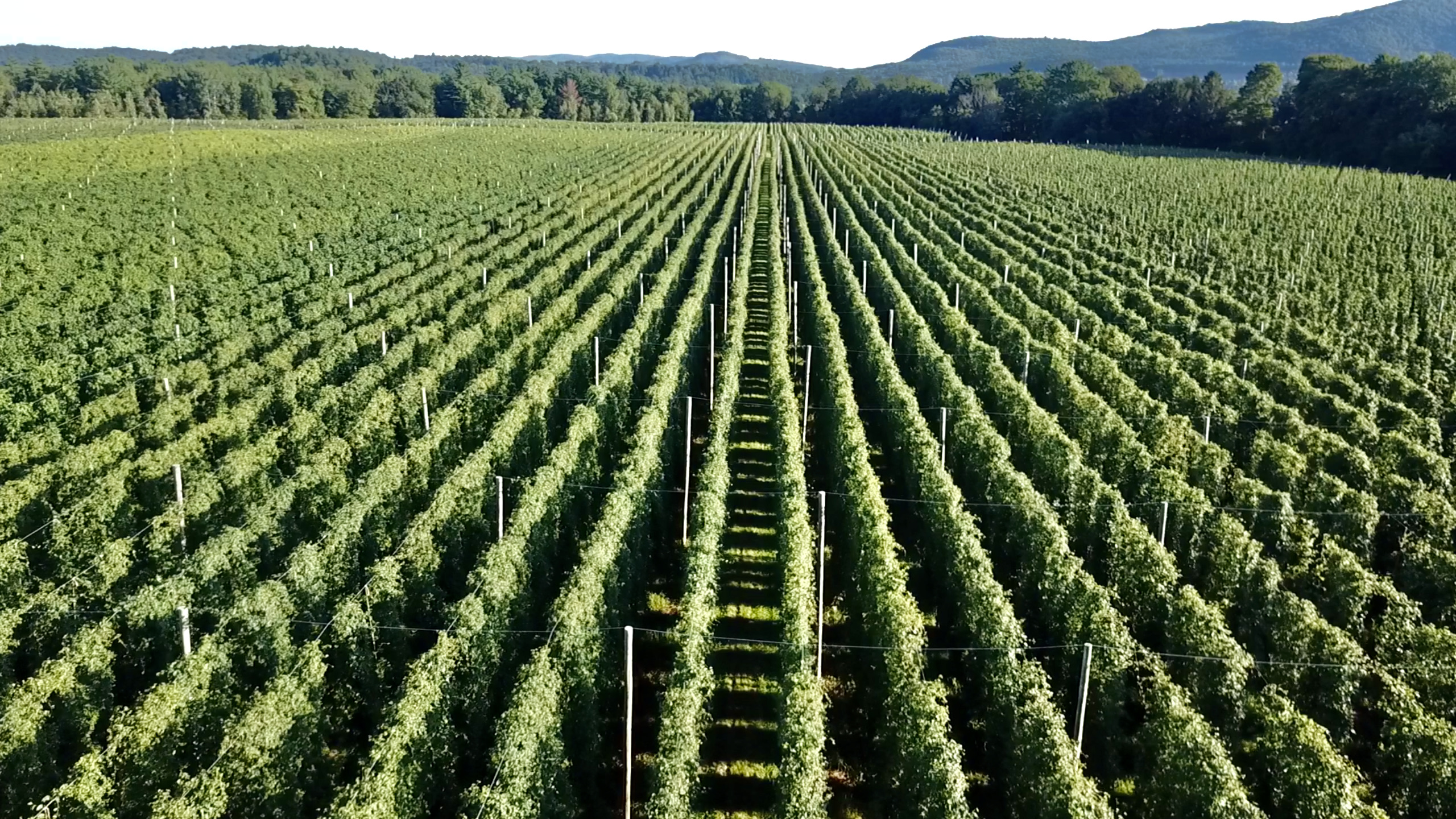 Champlain Valley Hops Harvest Time Tour - National Bank of Middlebury